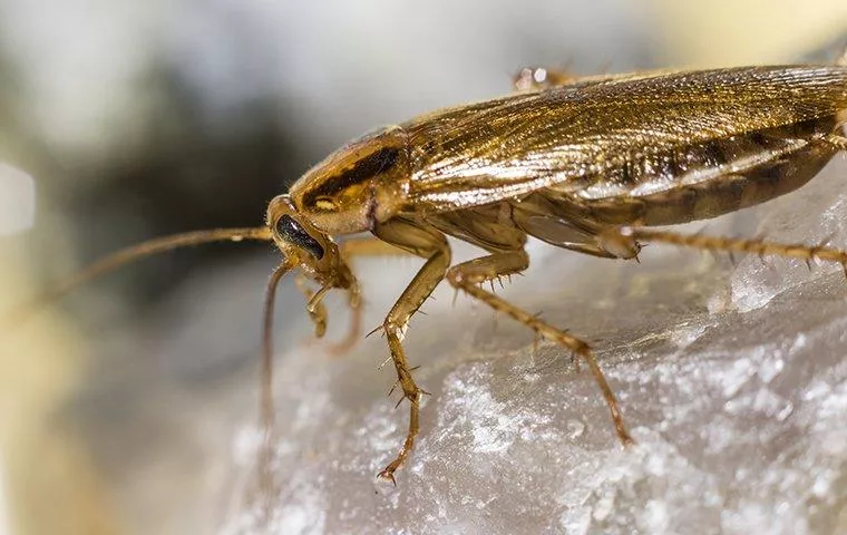 Problems Cockroaches Cause In Wilmington, NC Homes and How To Prevent Them